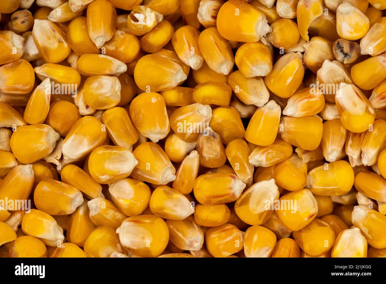 Flat layer of corn grain. completly filling the picture. Object lit ...