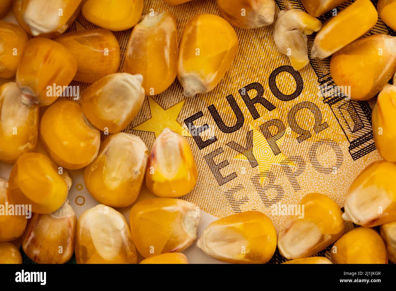 Corn grains with details of 50 Euro banknote. Object lit with a uniform ...