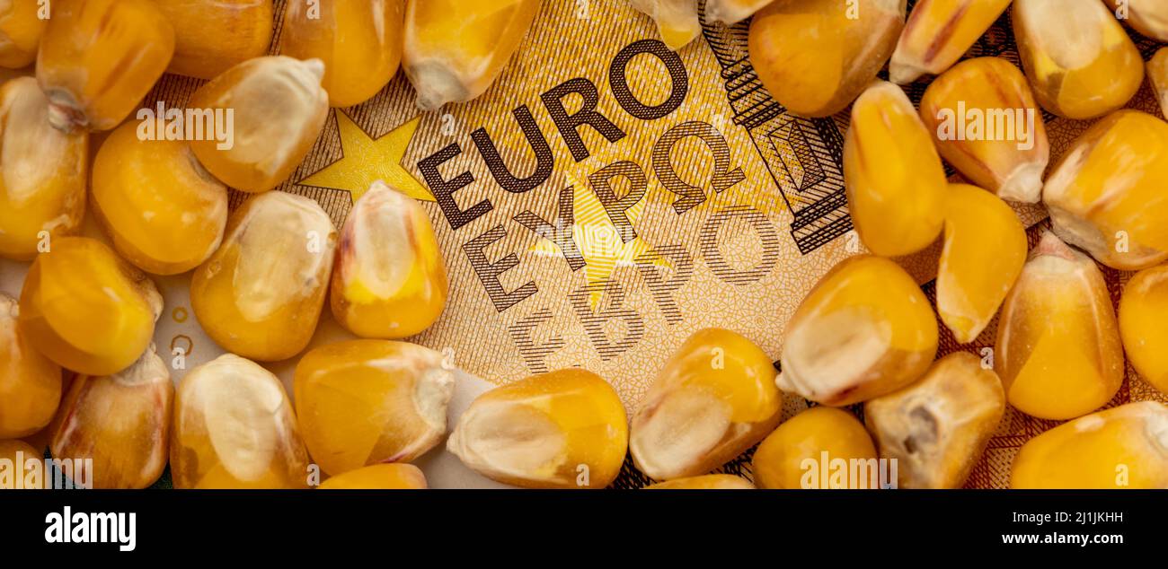 Corn grains with details of 50 Euro banknote. Object lit with a uniform ...