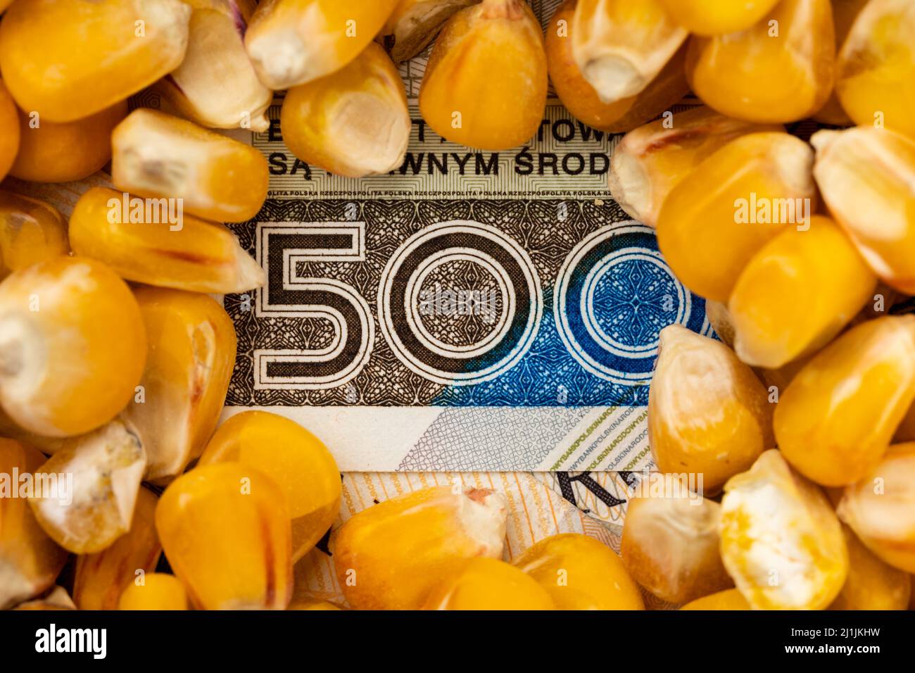 Corn grains with details of Polish 500 PLN banknote. Object lit with a ...