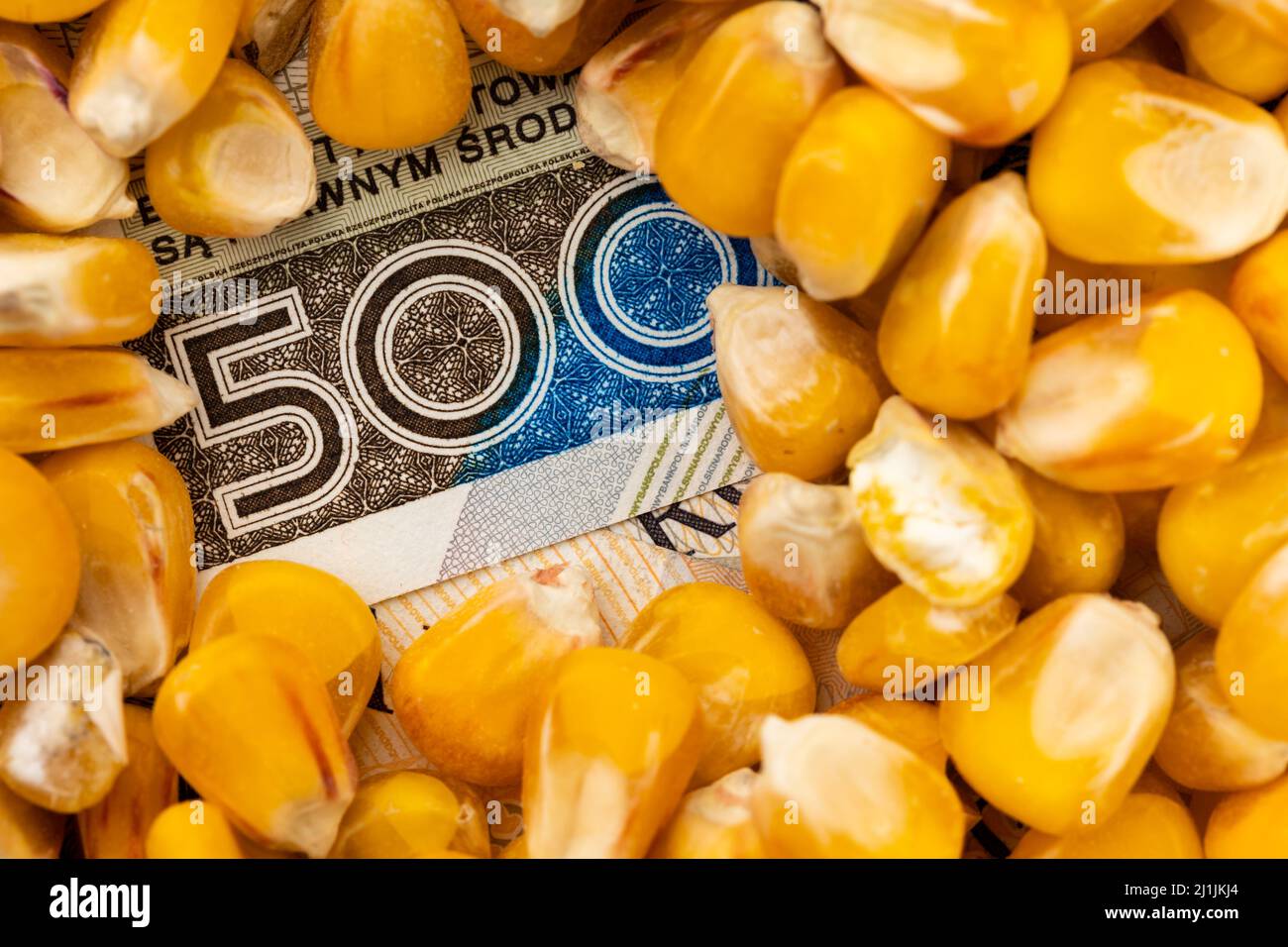 Corn grains with details of Polish 500 PLN banknote. Object lit with a ...