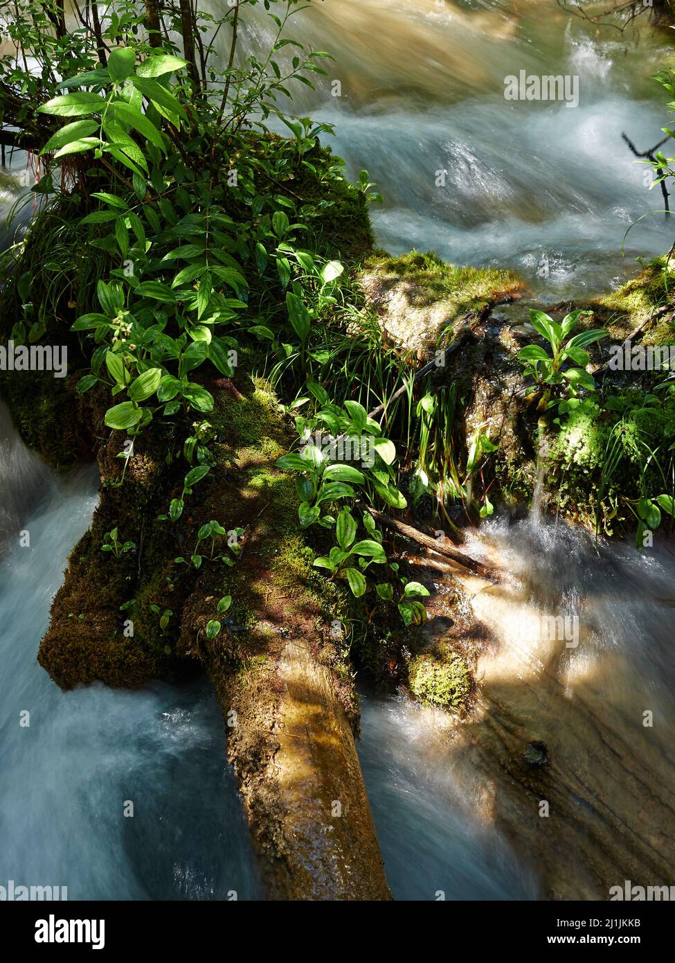 a photo of fallen tree in river Stock Photo - Alamy