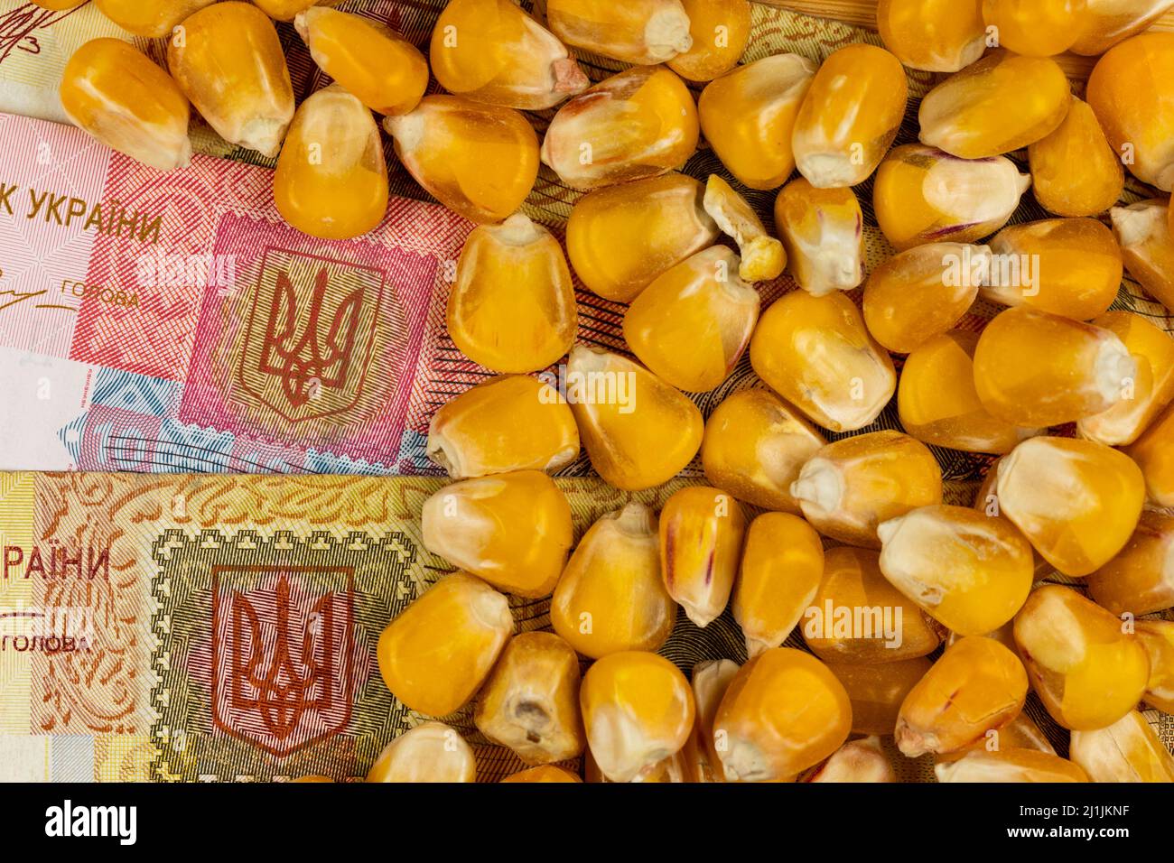 Corn grains with details of Ukraine banknotes. Object lit with a ...