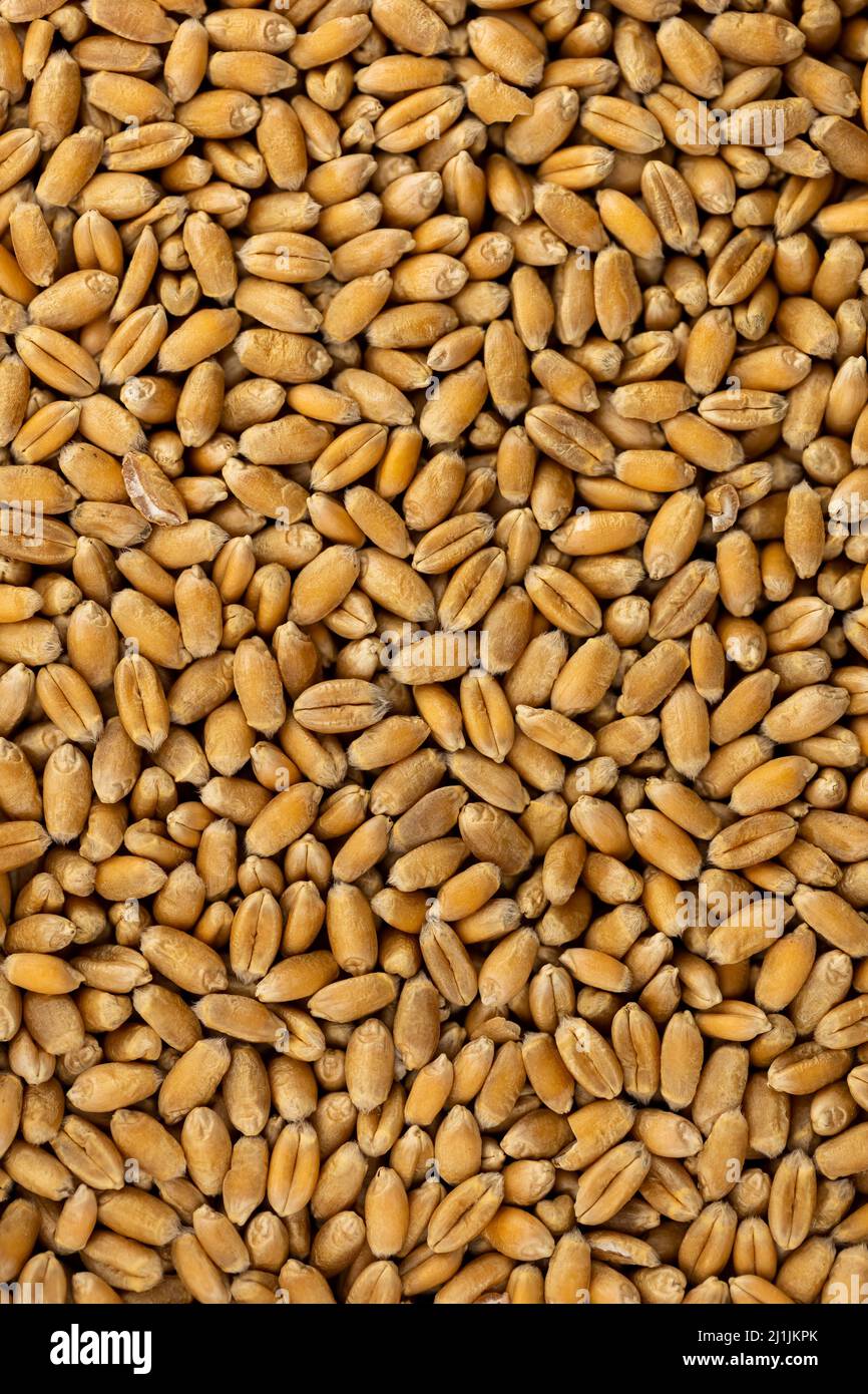 Flat layer of wheat grain. completly filling the picture. Object lit ...