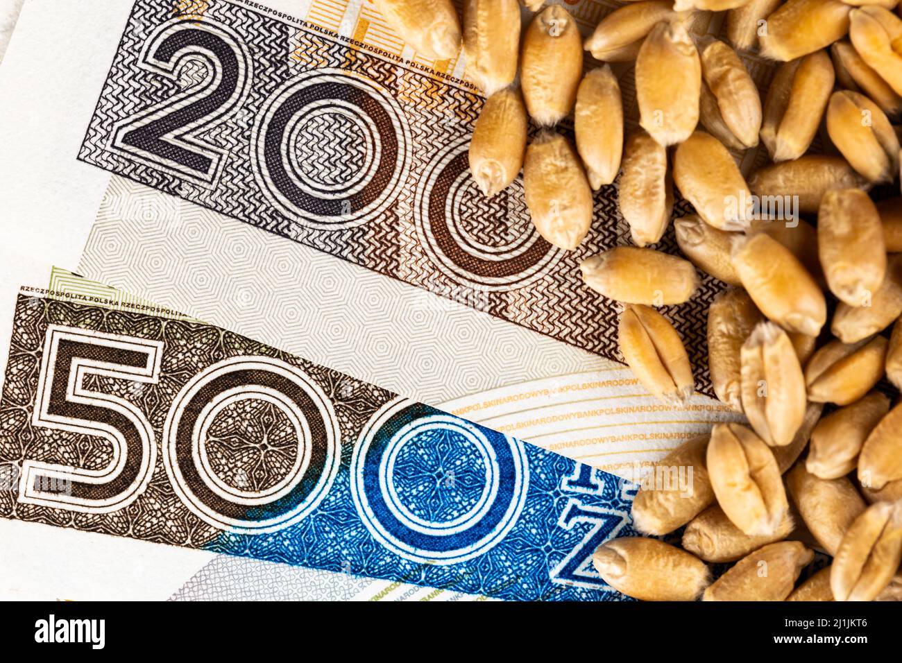 Wheat grains with details of Polish 500 PLN banknote. Object lit with a ...