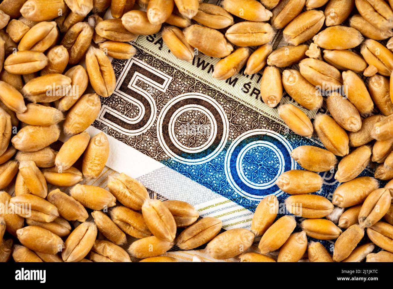 Wheat grains with details of Polish 500 PLN banknote. Object lit with a ...