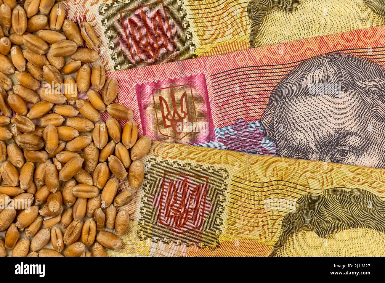 Wheat grains with details of Ukraine banknotes. Object lit with a ...