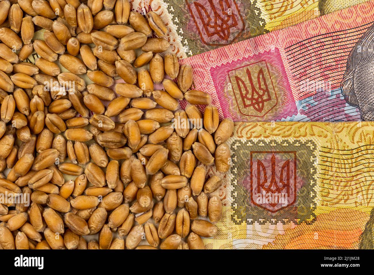 Wheat grains with details of Ukraine banknotes. Object lit with a ...