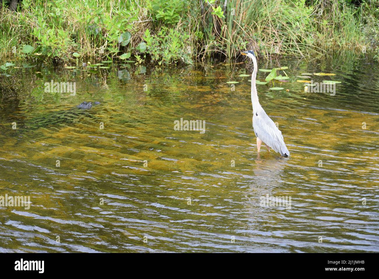 Alligator Stalking a Great Blue Heron Everglades Stock Photo - Alamy