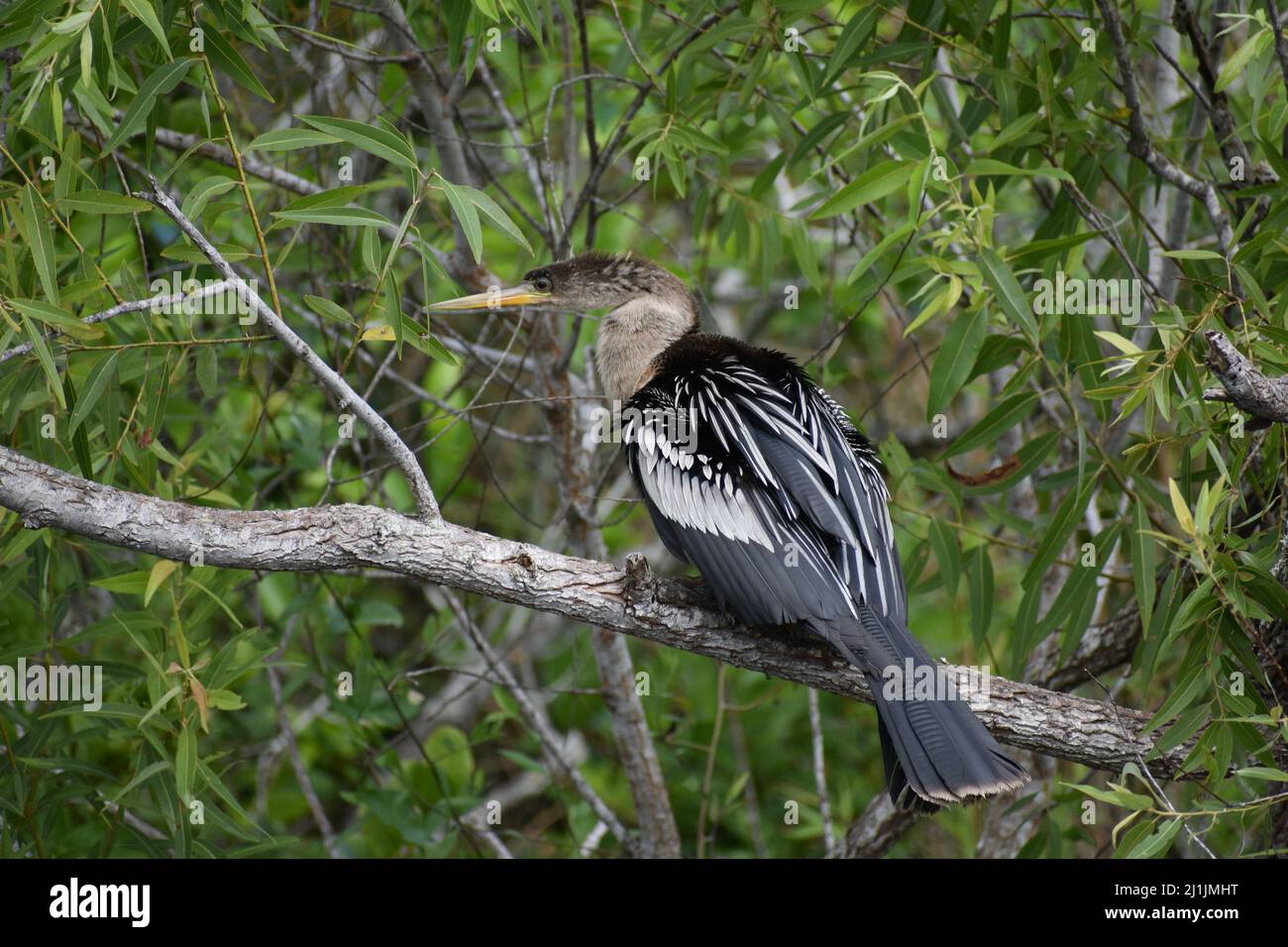 Female Anhinga in the Florida Everglades Stock Photo - Alamy