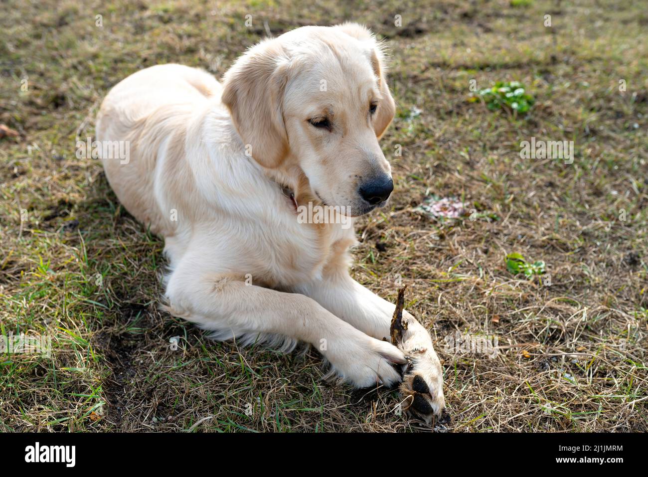 Happy golden retriever and paws hi-res stock photography and images - Alamy