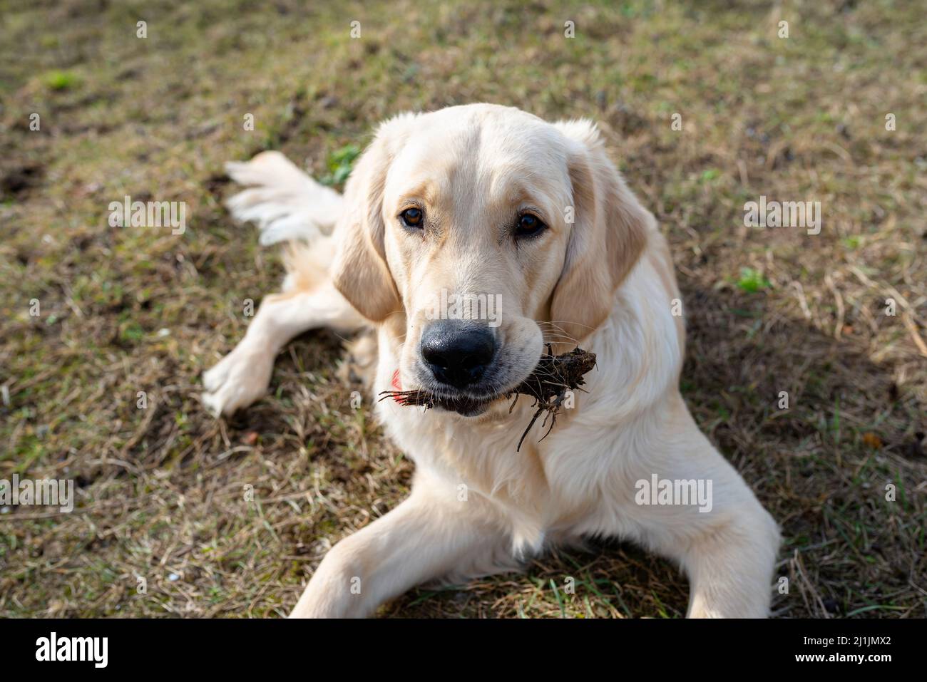 A young male golden retriever lies in the grass and gnaws a piece of a ...