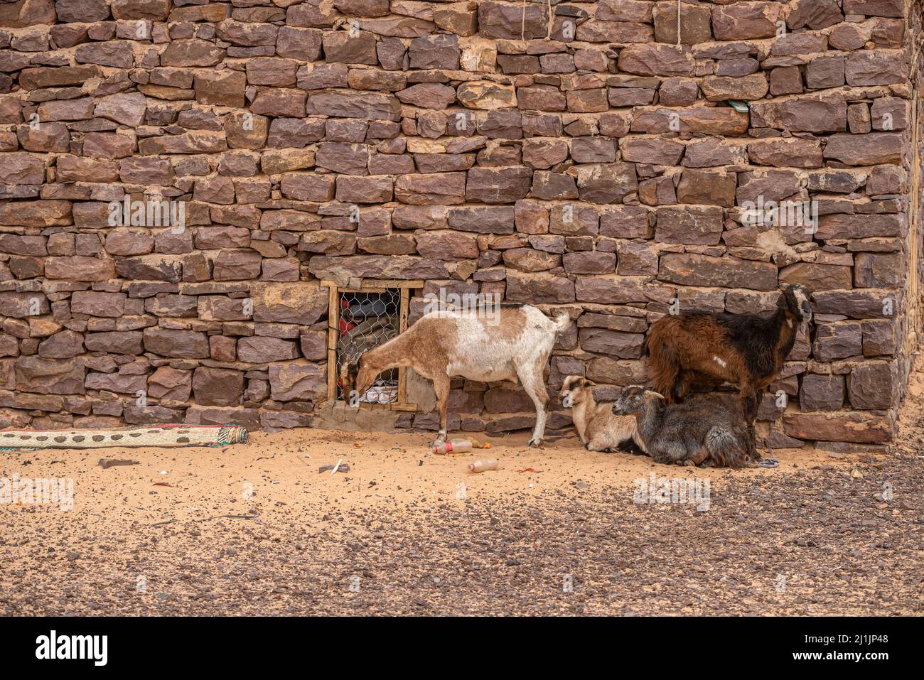 Sahel desert africa dates hi-res stock photography and images - Alamy