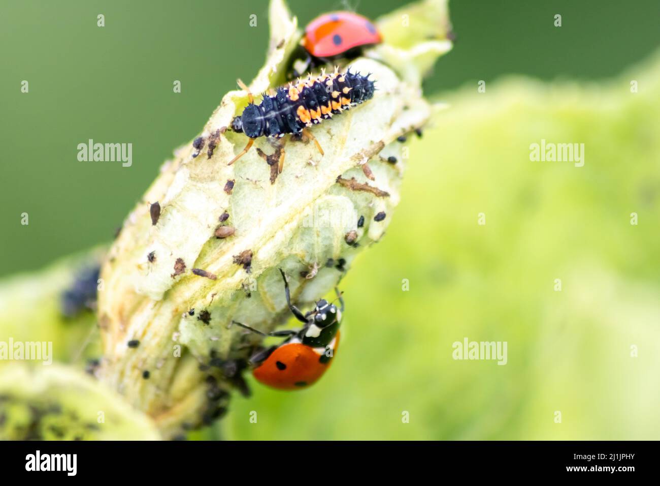 Cute little ladybug with red wings and black dotted hunting for plant ...