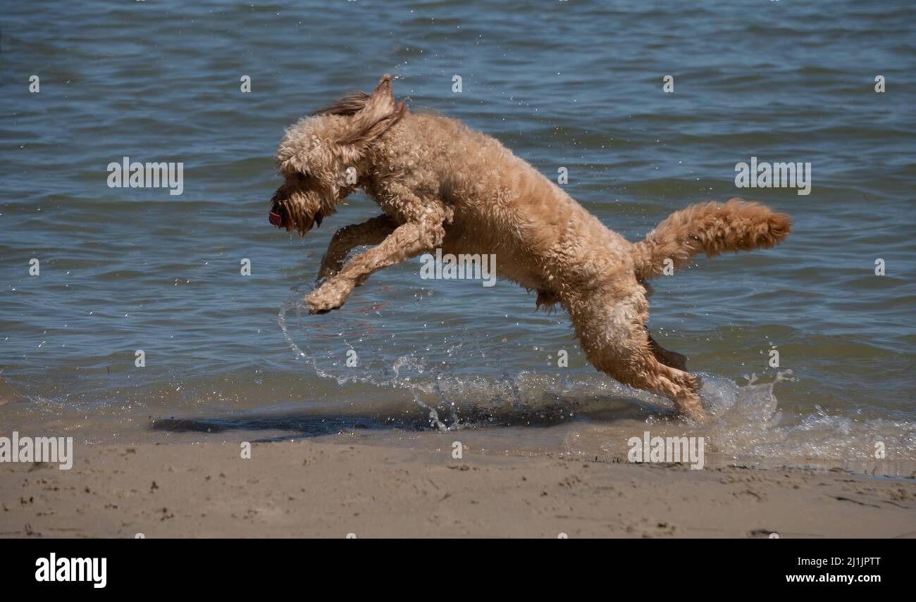 a photo of dog having fun on a beach Stock Photo - Alamy