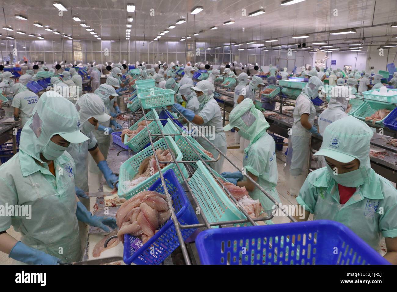 Hanoi, Vietnam. 14th Mar, 2022. Workers process fish for export at a ...