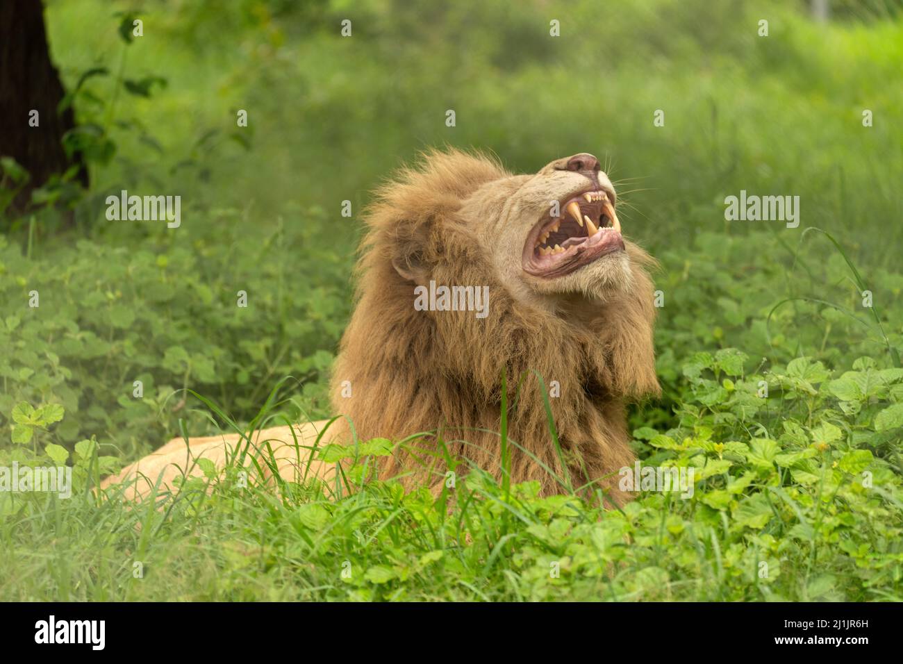 Casela nature park mauritius hi-res stock photography and images - Alamy