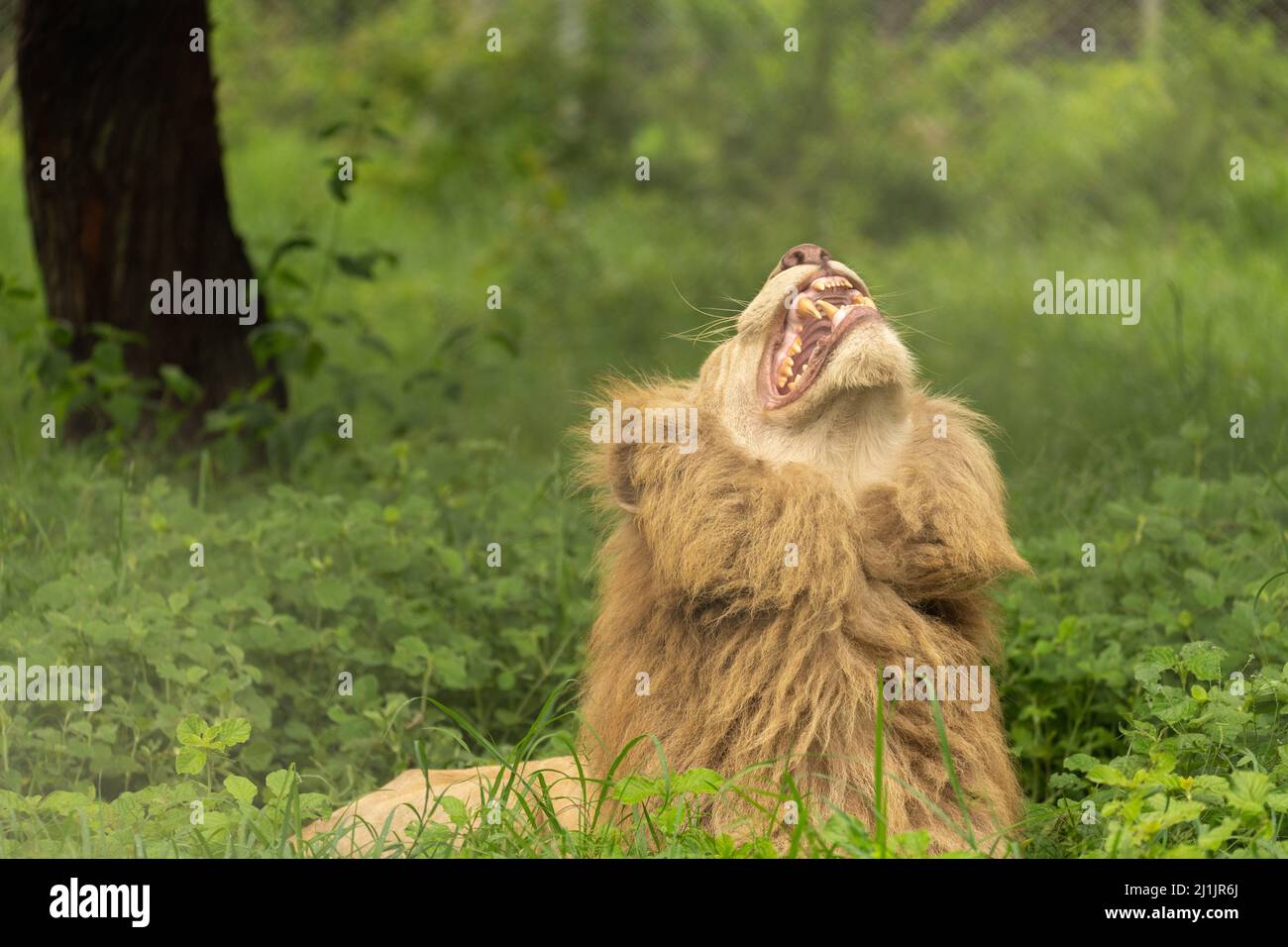 Lions at Casela Nature Park Mauritius Stock Photo - Alamy