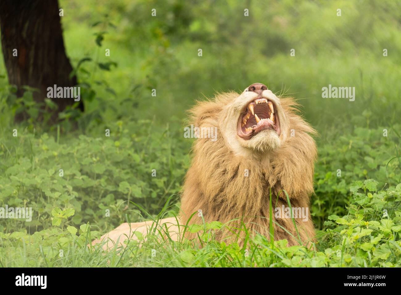 Lions at Casela Nature Park Mauritius Stock Photo - Alamy