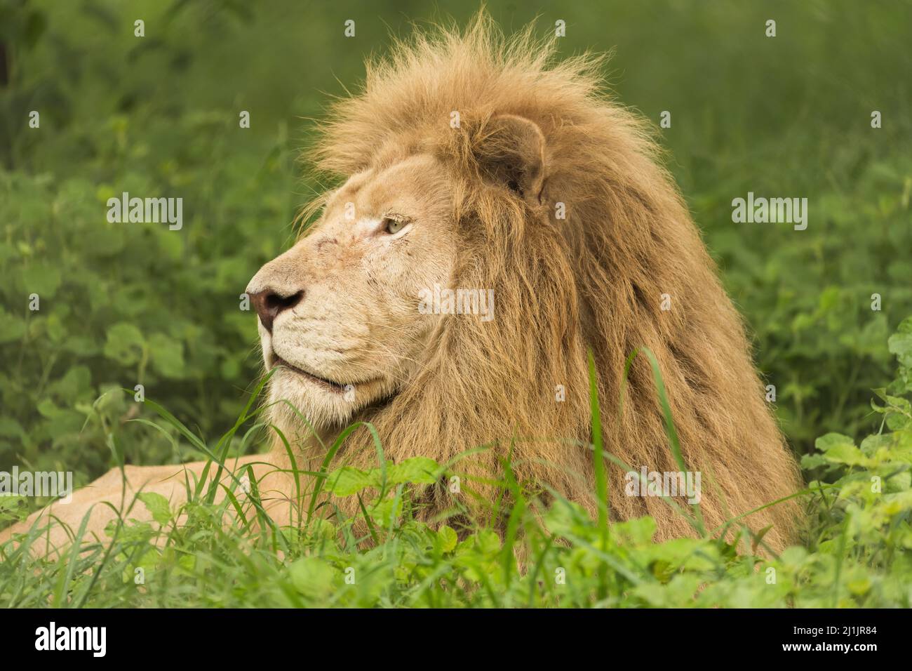 Lions at Casela Nature Park Mauritius Stock Photo - Alamy