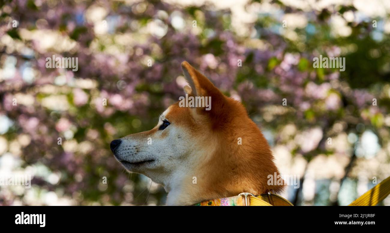Shiba Inu looks to the left in park with blooming sakura behind him ...