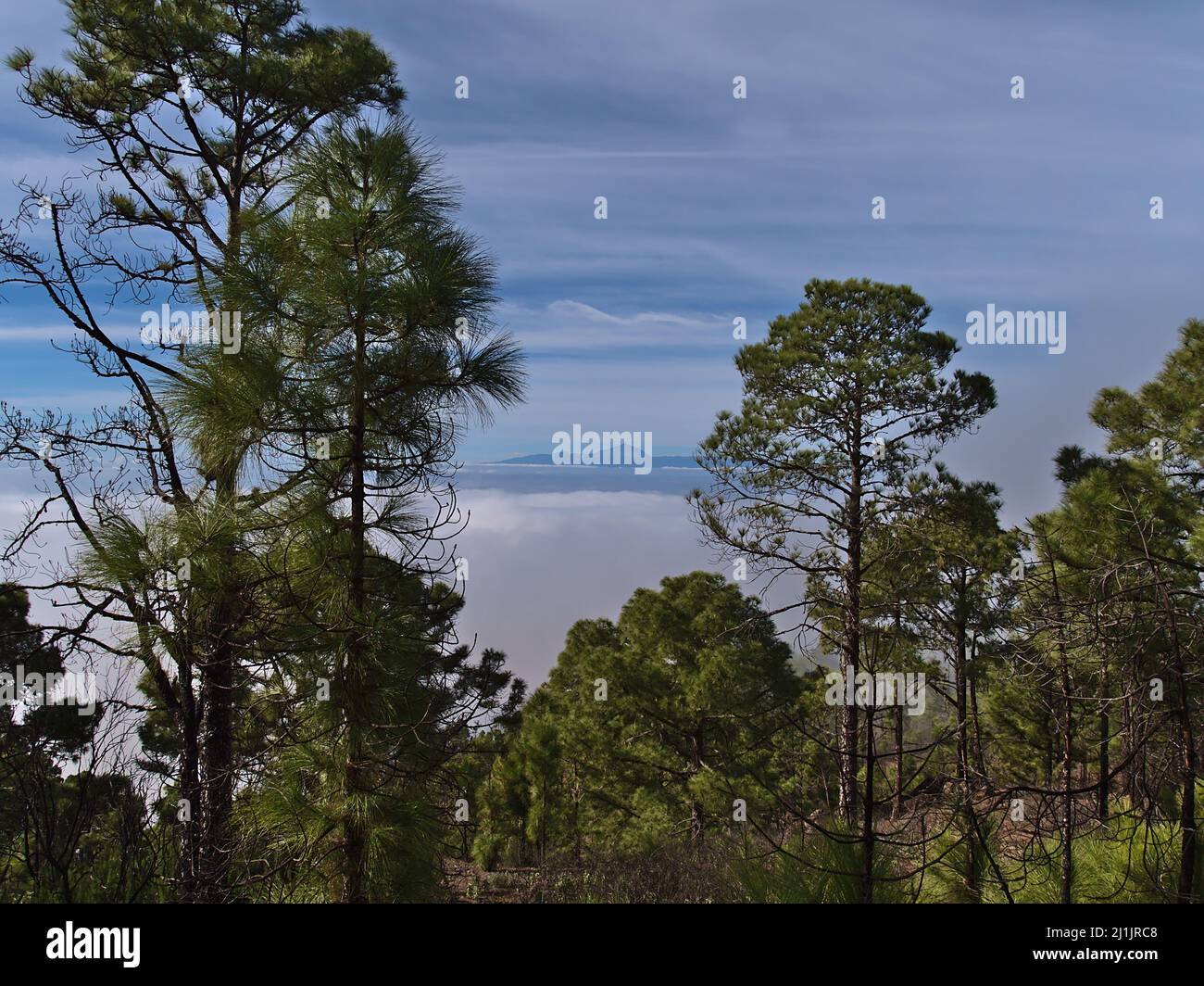 Beautiful view through a forest of Canary Island pine trees (Pinus ...