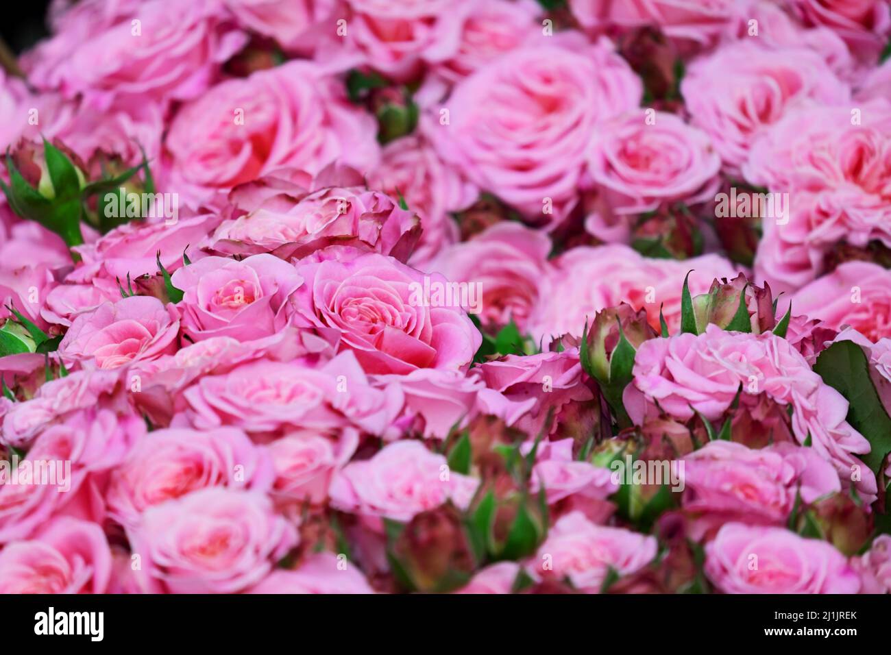 Different color roses hi-res stock photography and images - Alamy