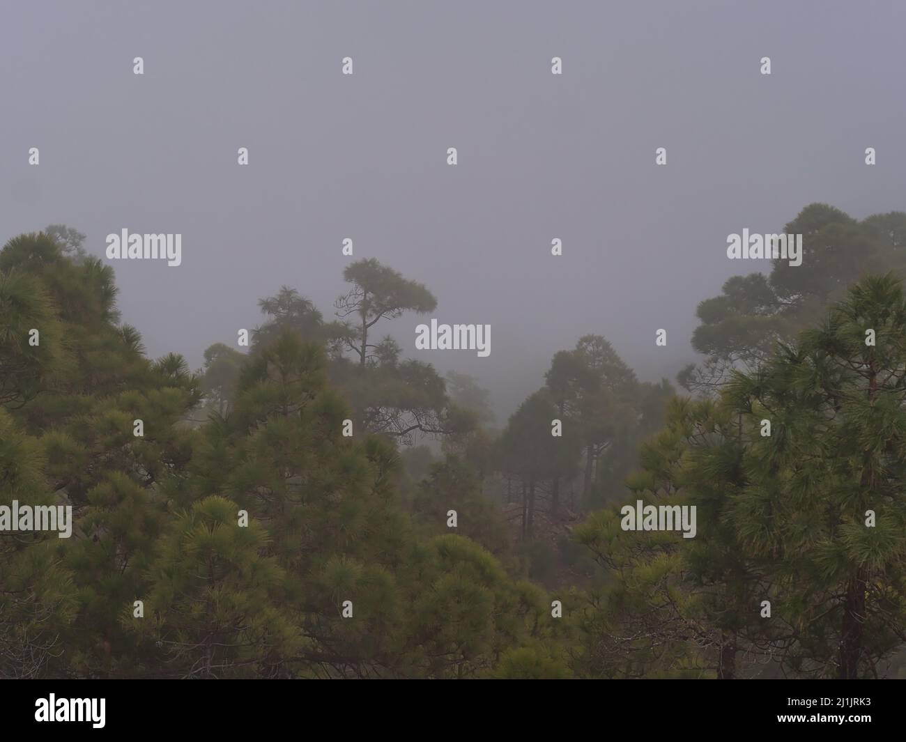 View of a forest of coniferous Canary Island pine trees (Pinus ...