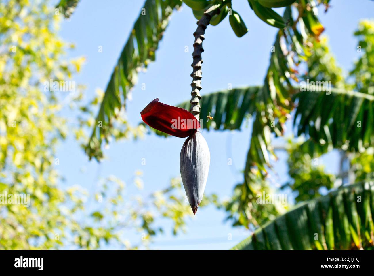 a bird that is hanging on a tree branch Stock Photo - Alamy