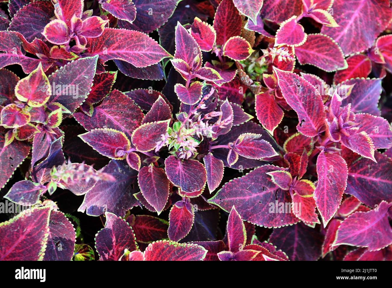Bright red leaves of perennial plant coleus, plectranthus ...