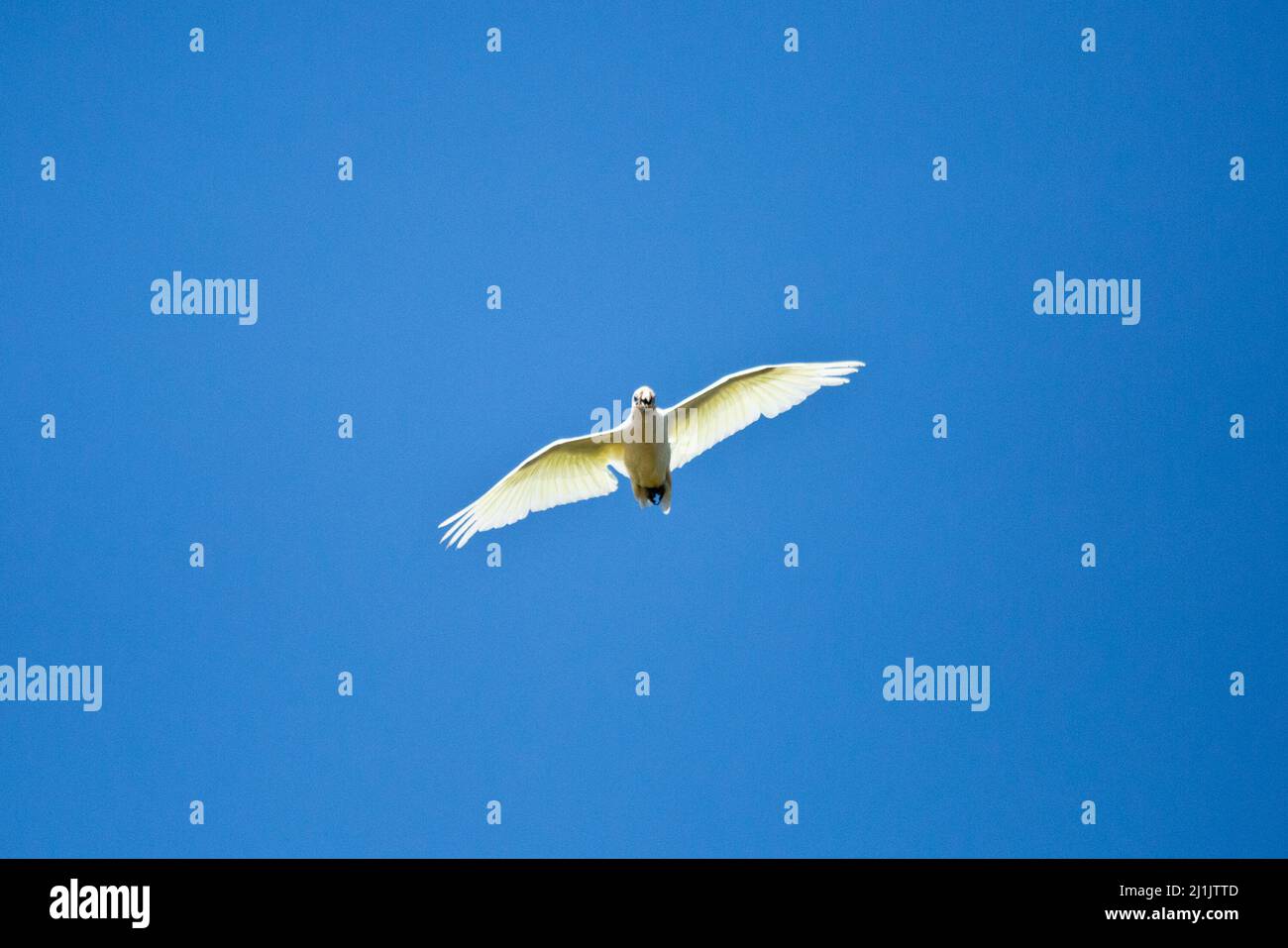 a bird flying in a clear blue sky Stock Photo - Alamy