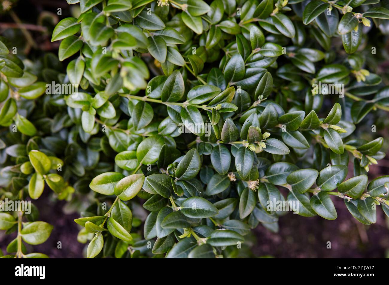 Close-up of evergreen bush boxwood in the garden. Boxwood wall in ...