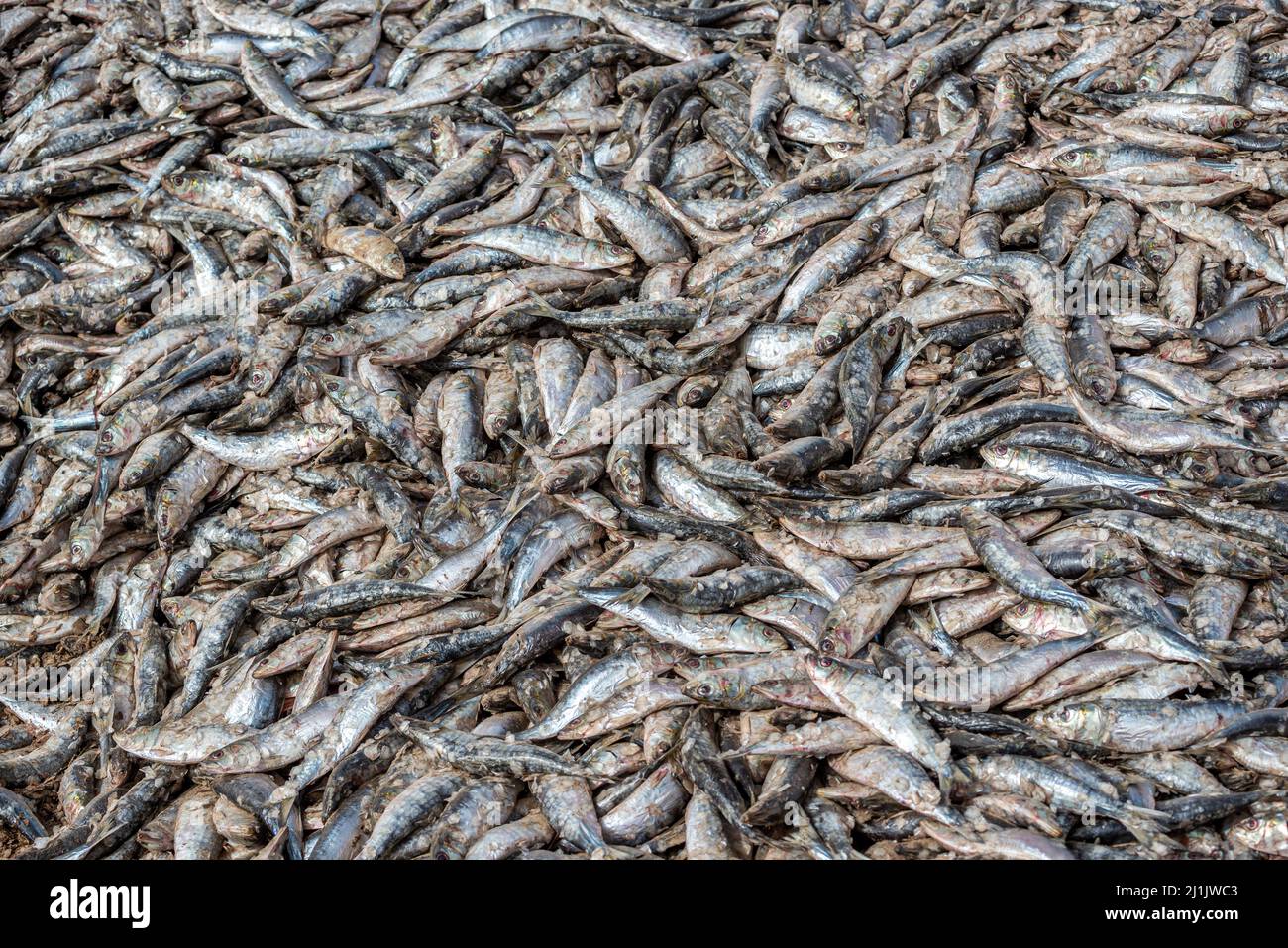 Discarded fish at Nouakchott fish market, Mauritania Stock Photo - Alamy