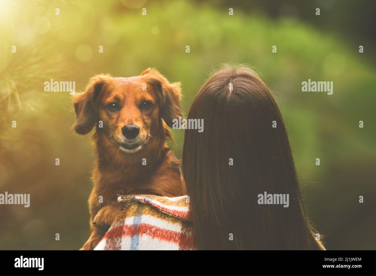 Dachshund dog sitting on owners arms and looking over her shoulder. Dog ...