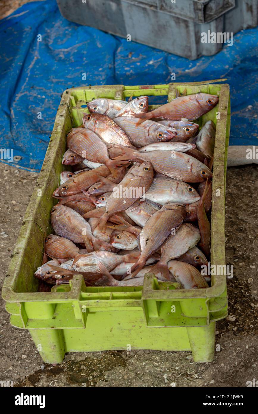 Crate full of fresh caught fish at Nouakchott fish market, Mauritania ...