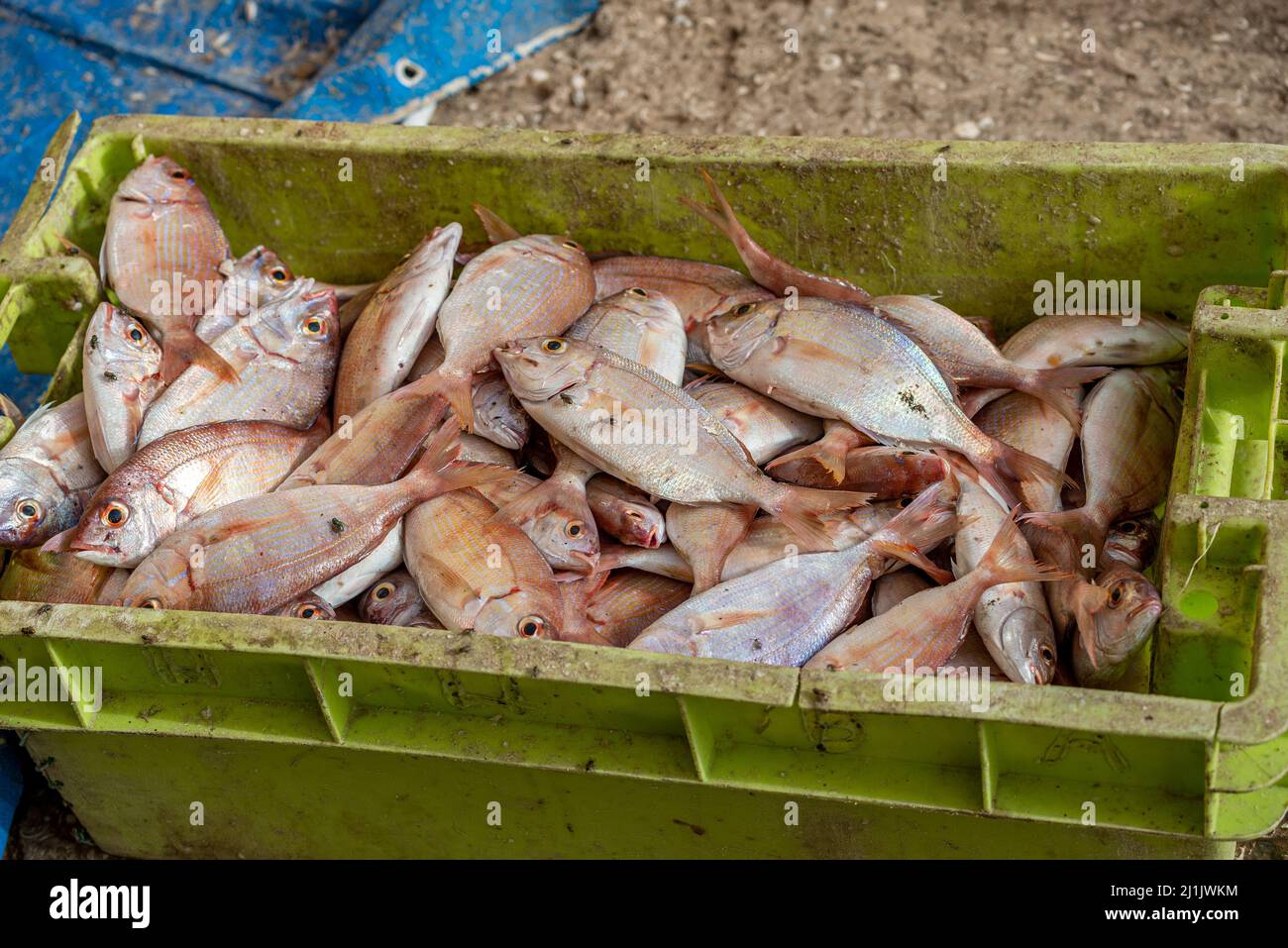 Crate full of fresh caught fish at Nouakchott fish market, Mauritania ...