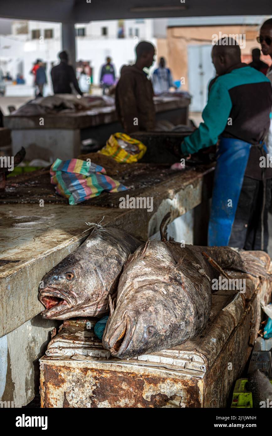 Workers cutting fresh fish at Nouakchott fish market, Mauritania Stock ...