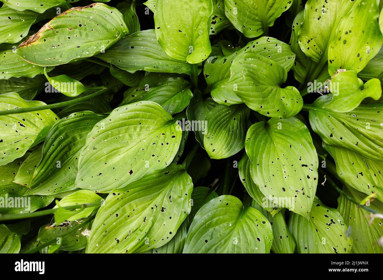 Beautiful Hosta leaves background. Hosta - an ornamental plant for ...