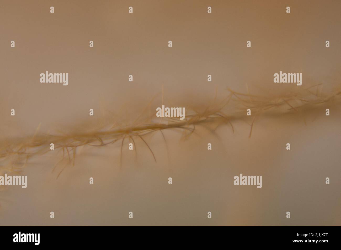 thin feathery shape across a light brown background Stock Photo - Alamy