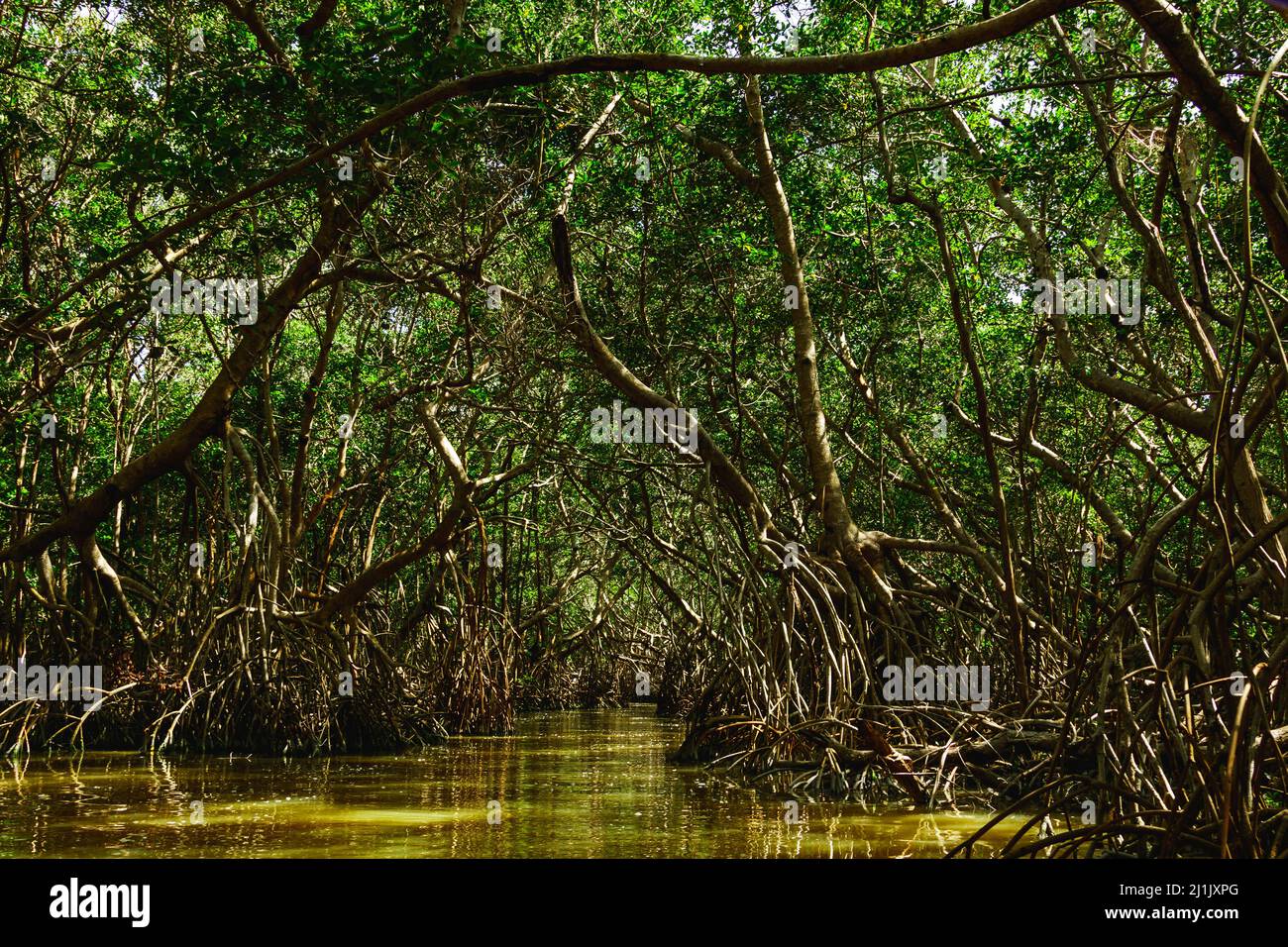 River in the forest with a mangrove trees Stock Photo - Alamy