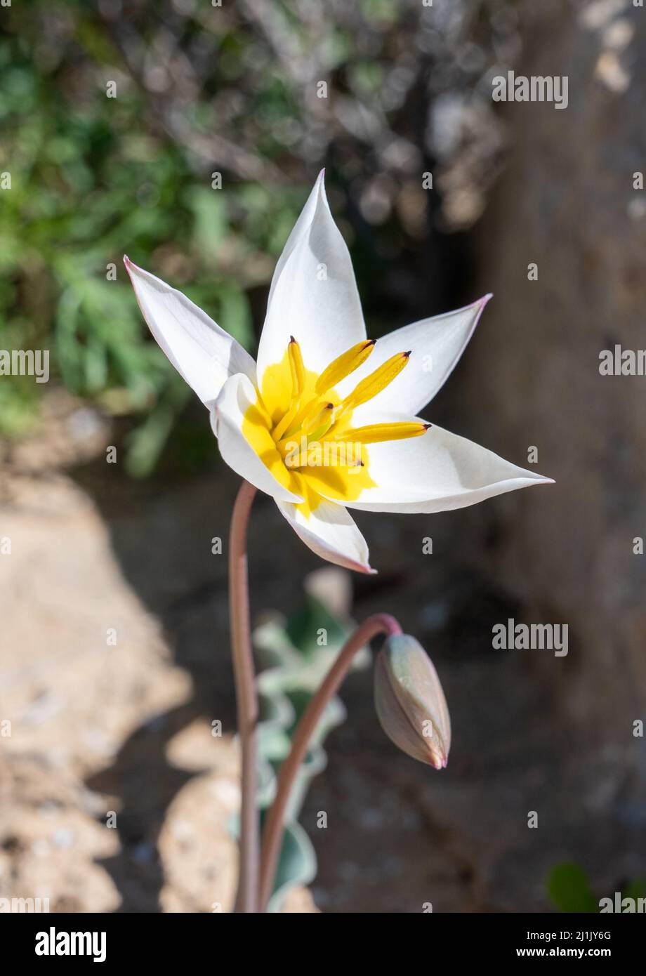 Yellow wild tulips with white blossom edge. Green sharp leaves with red ...