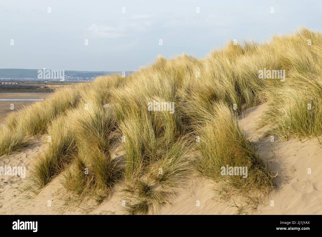Sand Dunes with marram grass Stock Photo - Alamy