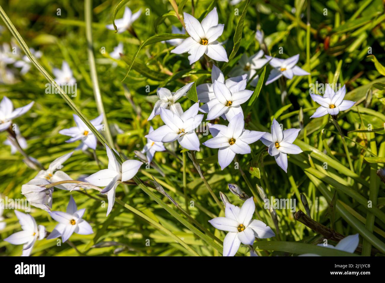Ipheion uniflorum ‘White Star’ (Spring Starflower Stock Photo - Alamy