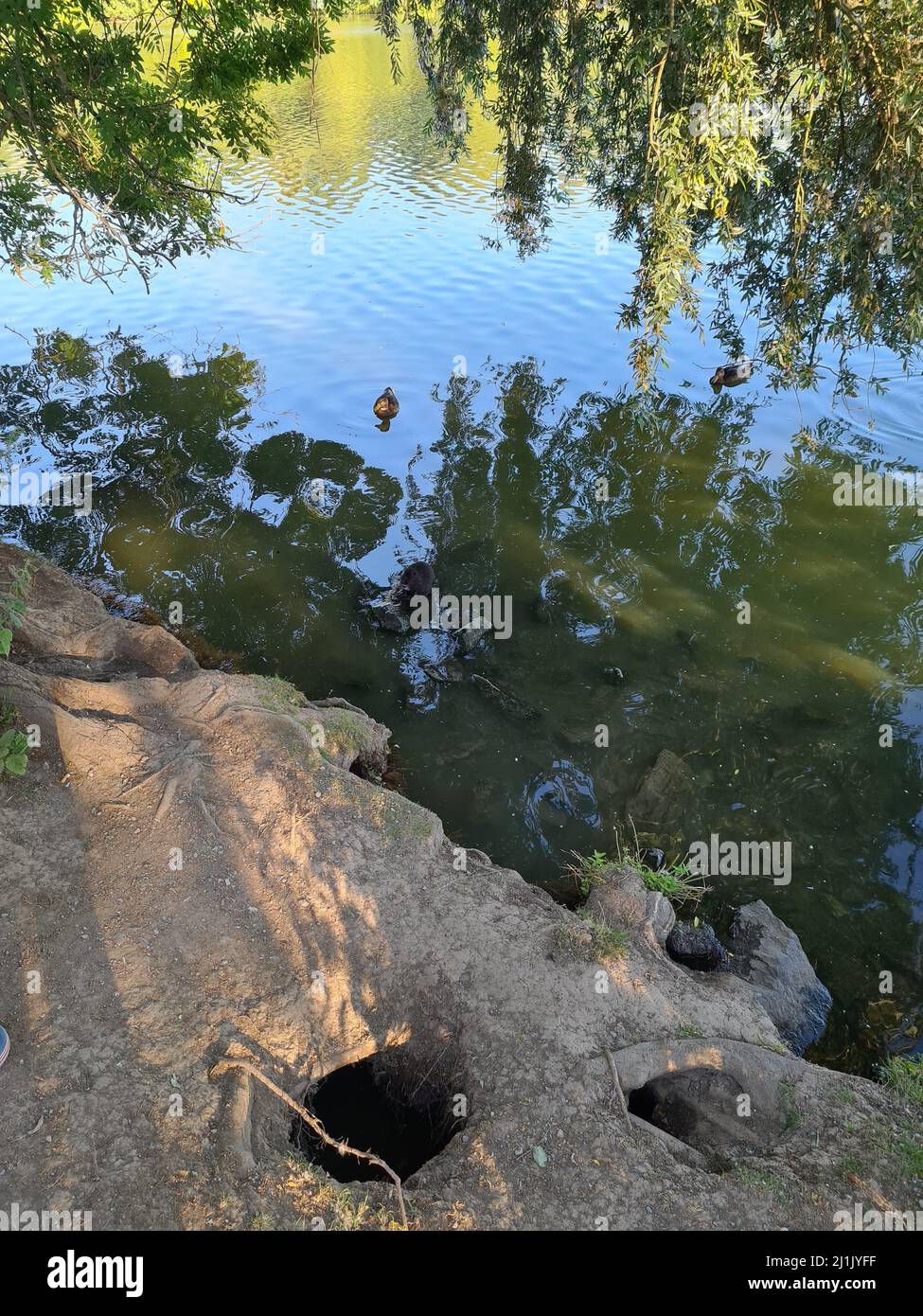 Coypu, Myocastor coypus, also known as river rat or nutria Stock Photo ...
