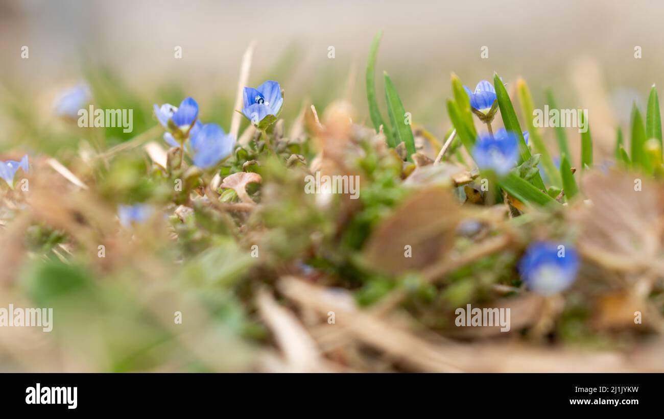 Small wild blue flower in garden Germander Speedwell or Veronica ...