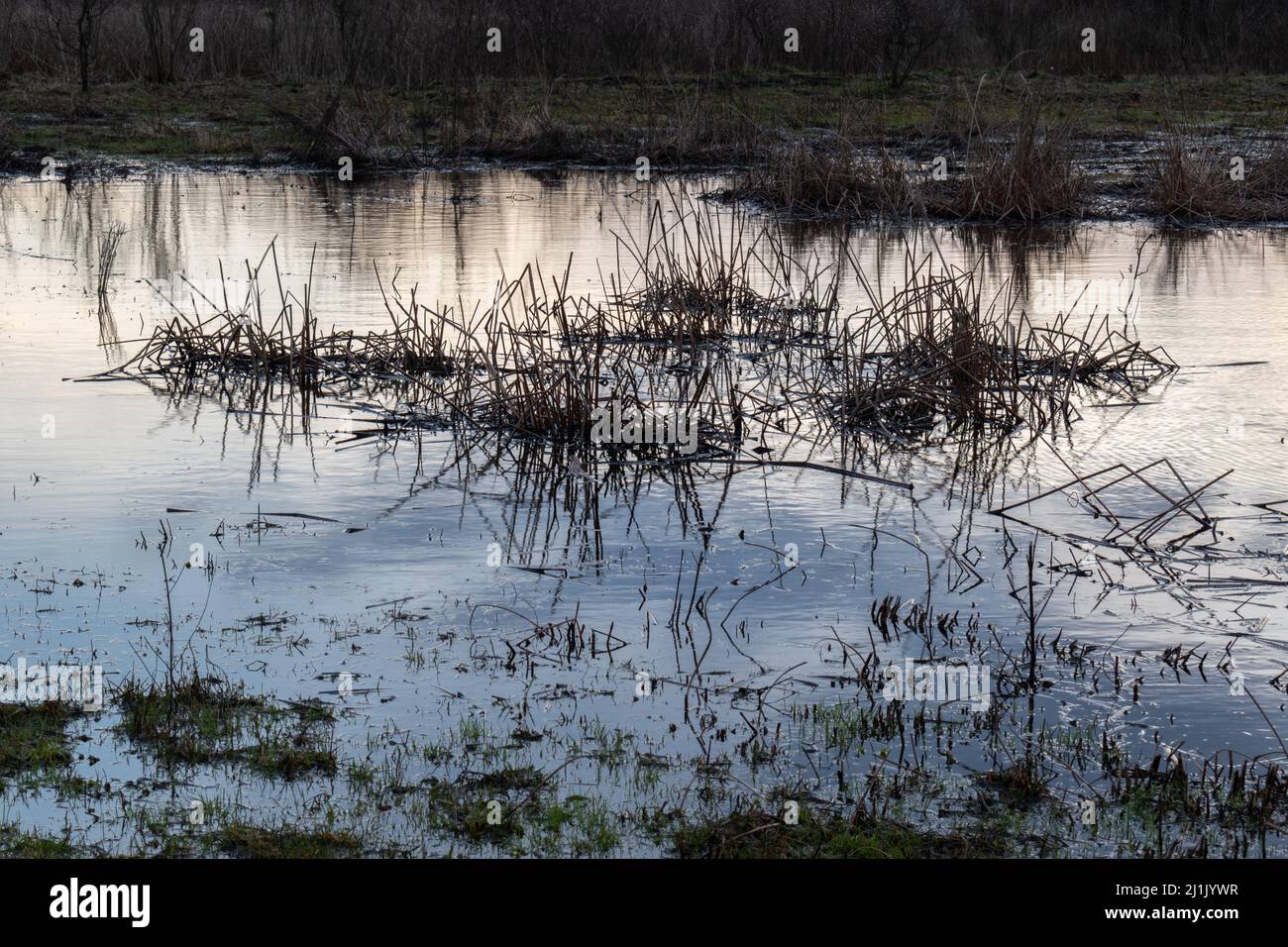 Dry reed in the swamp in close-up, cane in marsh Stock Photo - Alamy