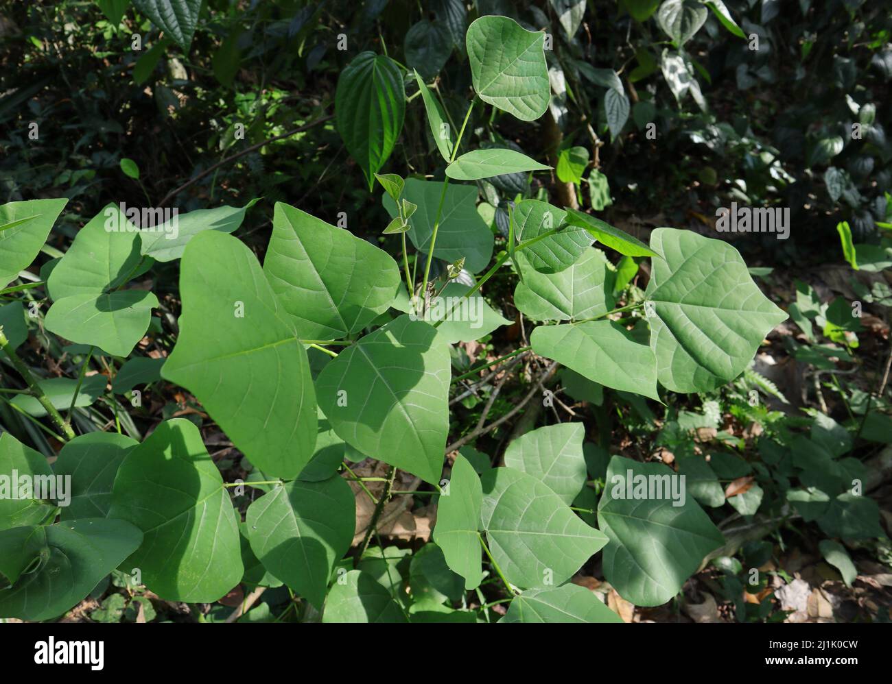 Emerging leaves of an Indian coral tree plant (Erythrina variegata ...