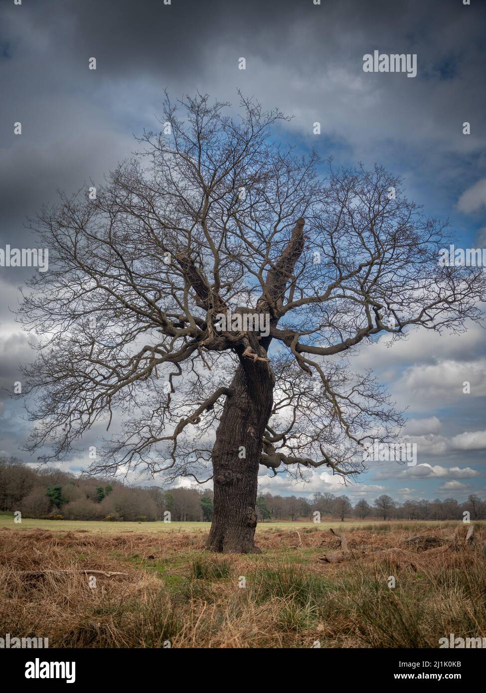 a photo of old twisted oak tree in Richmonds Park Stock Photo - Alamy