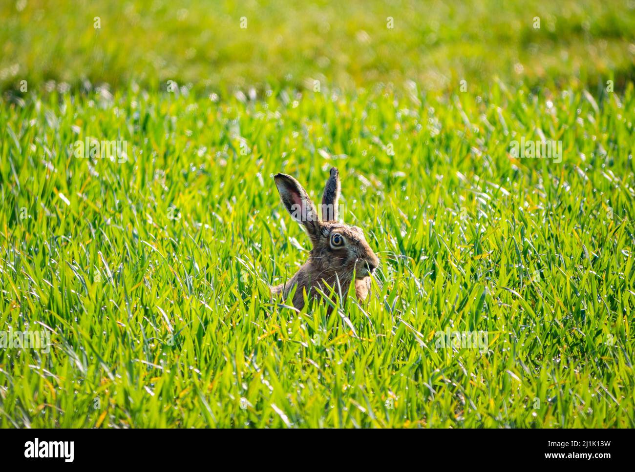 Hare in field hi-res stock photography and images - Alamy