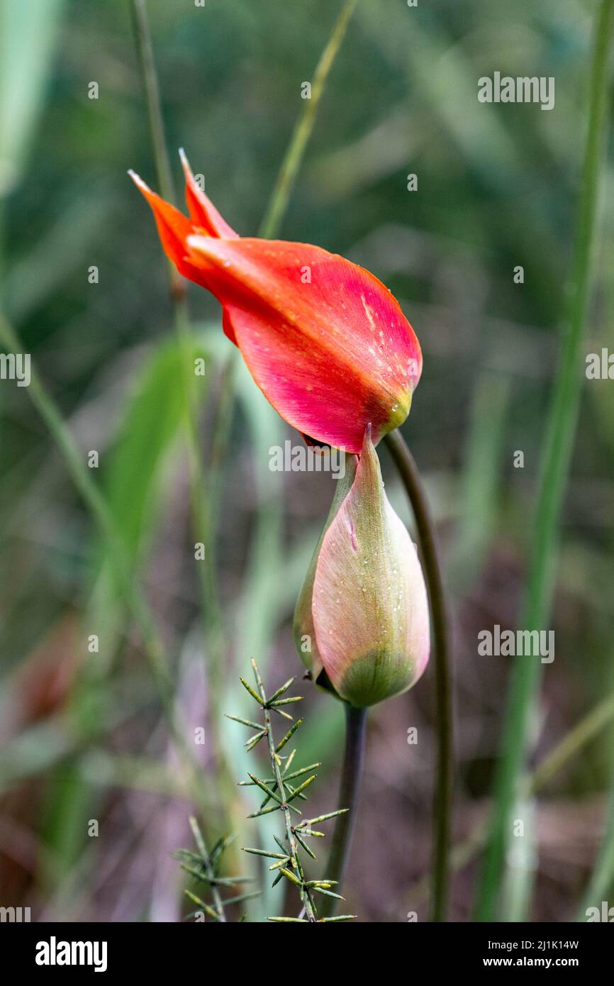 Red wild tulip flower in natural conditions in the forest. Close-up ...